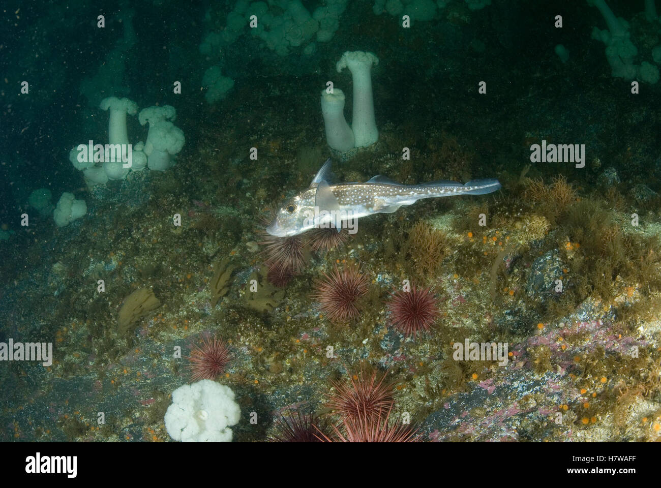 Spotted Ratfish (Hydrolagus colliei) usually a deep dwelling fish ...