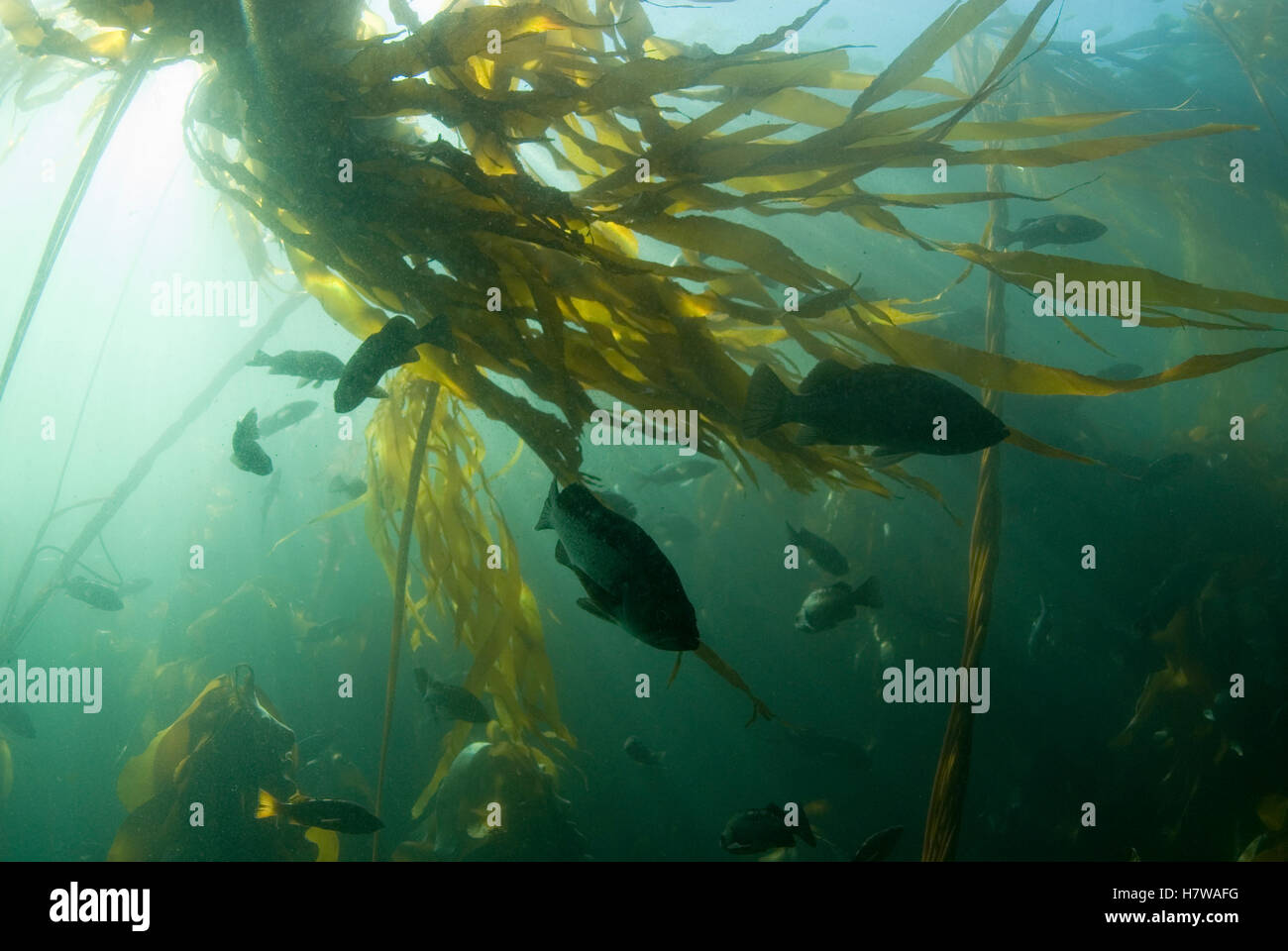 Blue Rockfish (Sebastes mystinus) school under Bull Kelp (Nereocystis ...