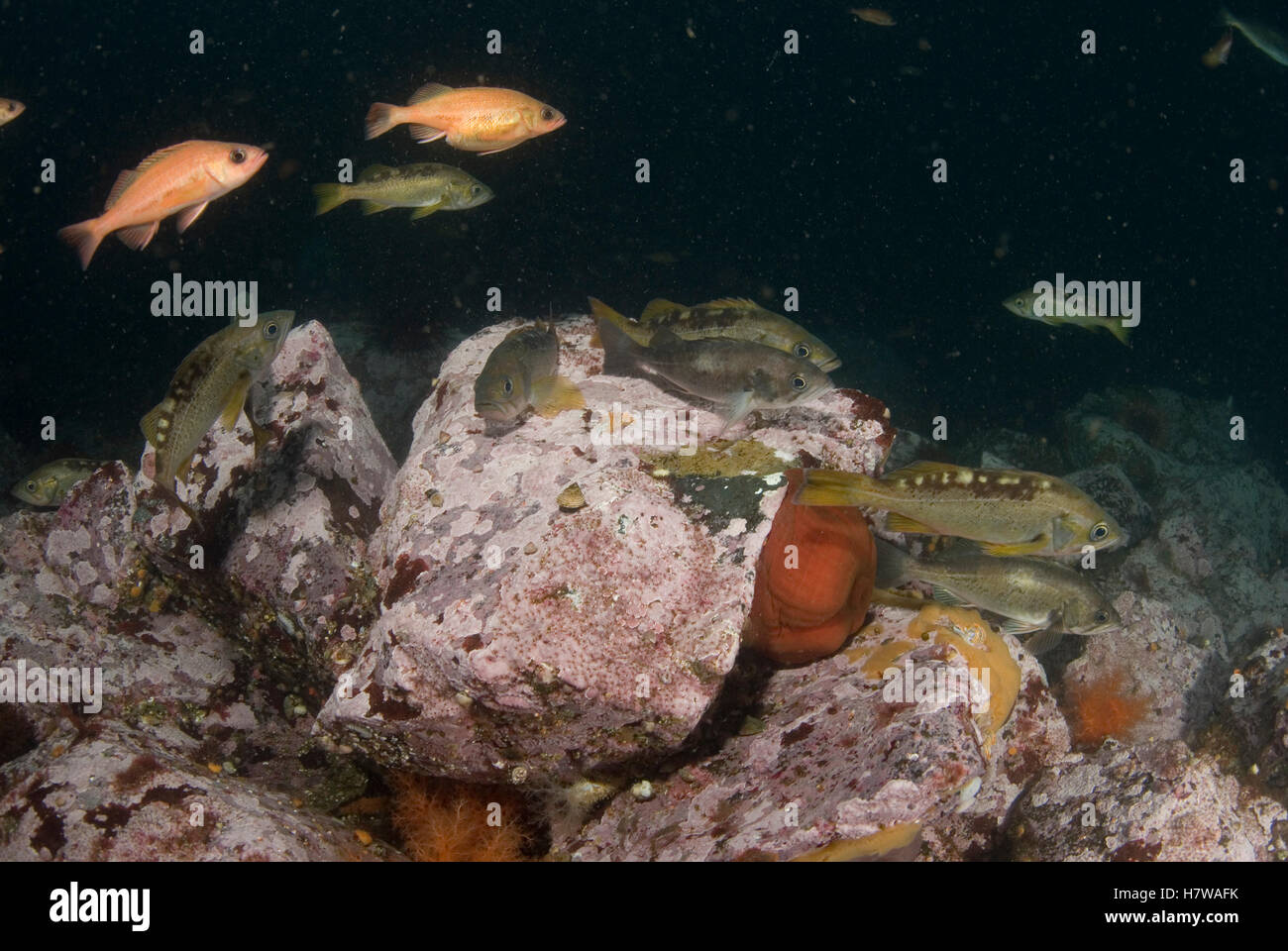 Yellowtail Rockfish (Sebastes flavidus) and Widow Rockfish (Sebastes ...
