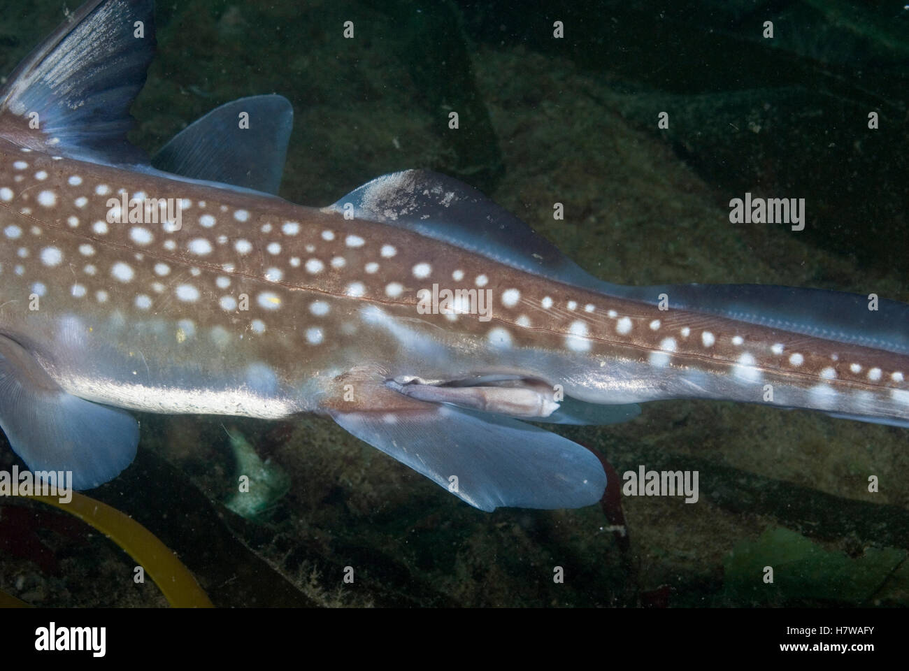 Spotted Ratfish (Hydrolagus colliei) claspers of male for use in mating ...