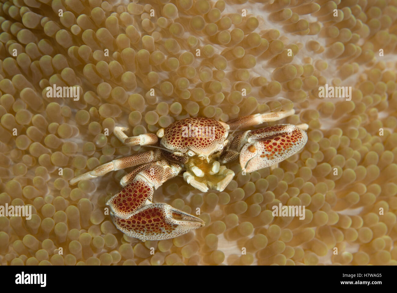 Spotted Anemone Crab (Neopetrolisthes maculatus) in anemone, Komodo ...