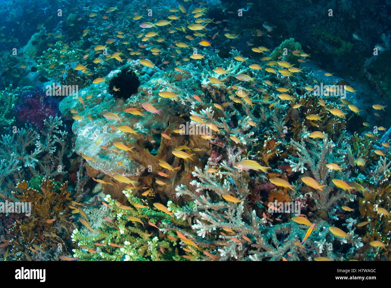 Anthias (Anthias sp) and Cardinalfish (Apogonidae) school on coral reef ...