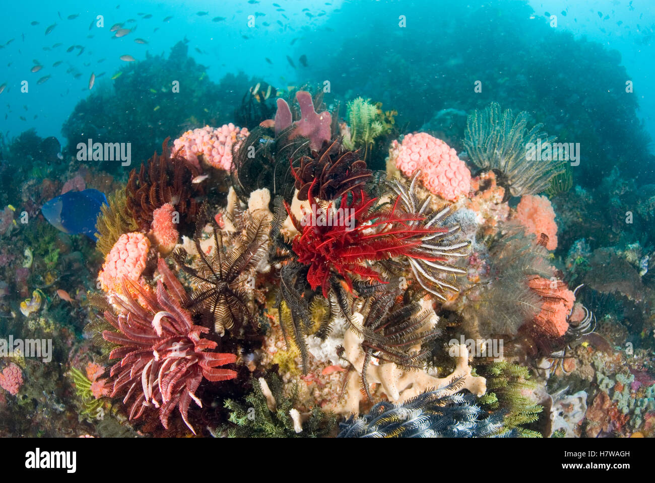 Reef scene with feather stars, Komodo Island, Indonesia Stock Photo - Alamy