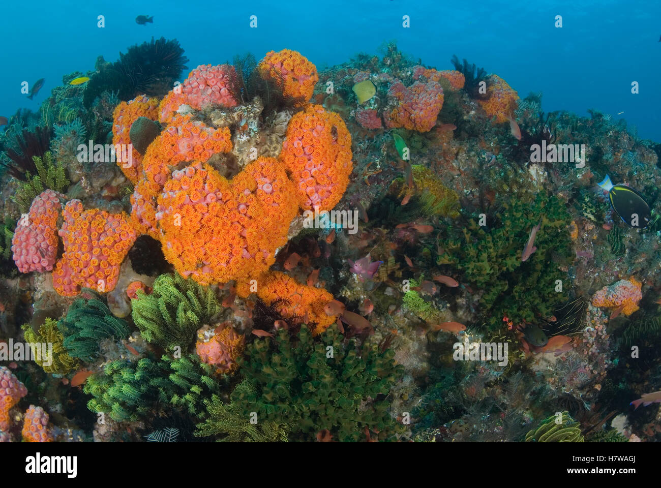 Reef scene with feather stars, Komodo Island, Indonesia Stock Photo - Alamy