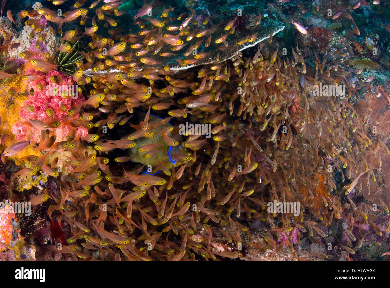 Pygmy Sweeper (Parapriacanthus ransonneti) school in a coral cave ...
