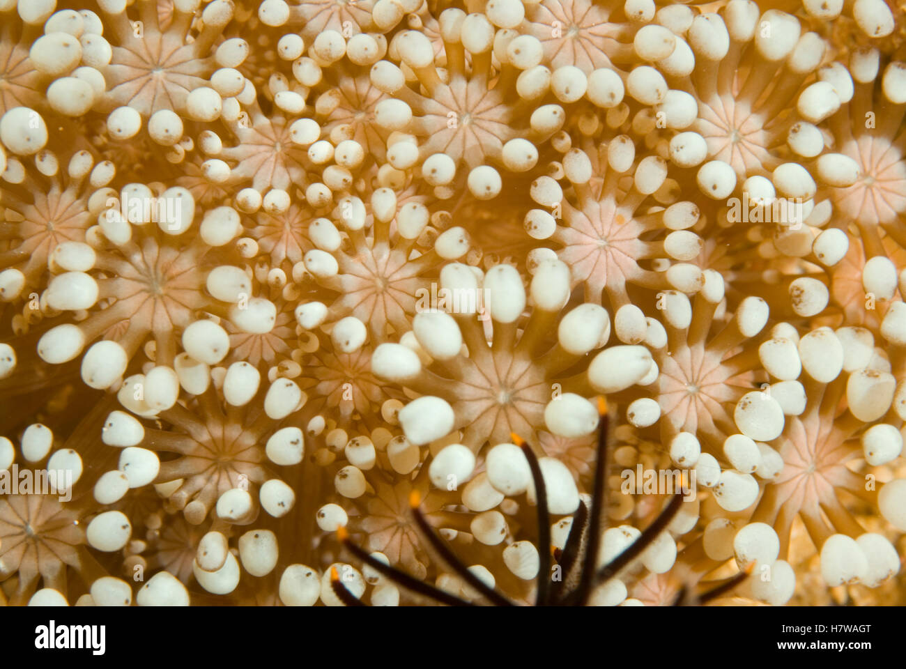 Coral polyps feeding, Komodo Island, Indonesia Stock Photo - Alamy