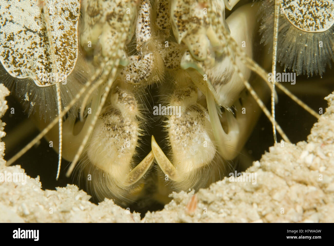 Mantis Shrimp (Squilla mantis) close up of mandibles, Komodo Island ...