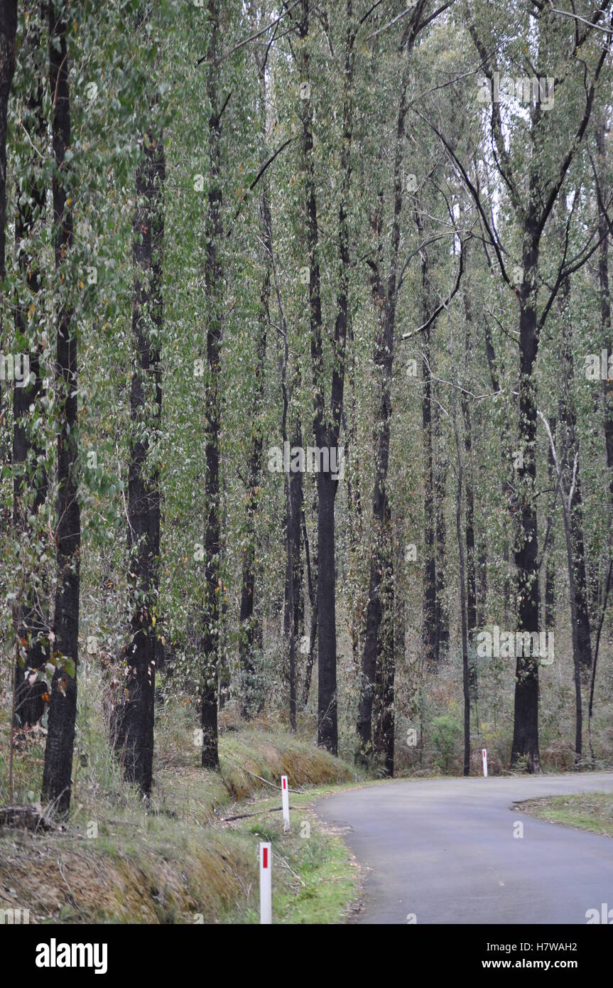 Tall Black Trees Stock Photo - Alamy