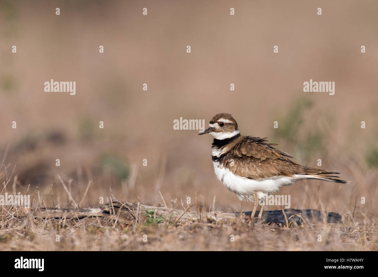 Killdeer (Charadrius vociferus), Texas Stock Photo - Alamy