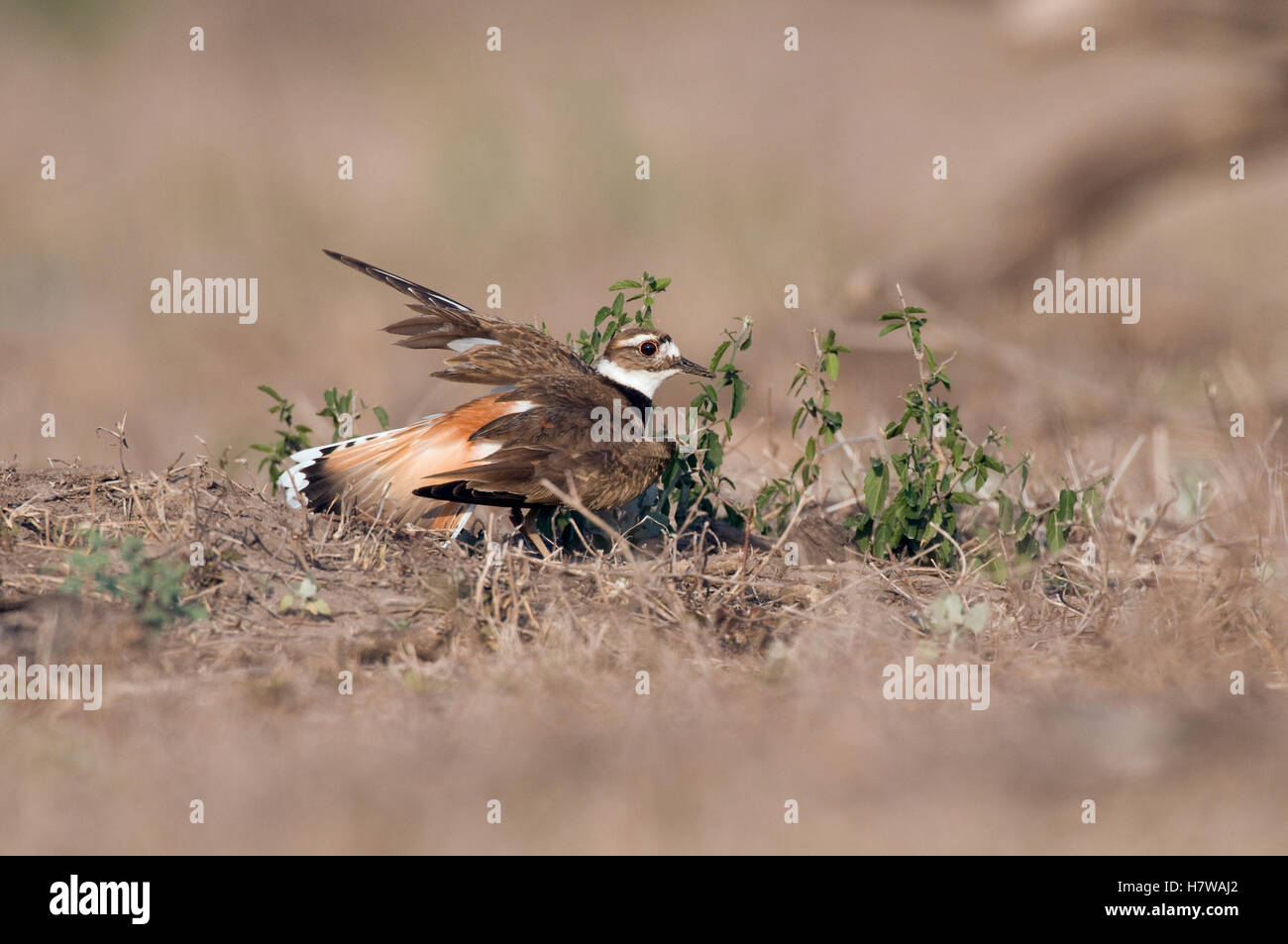 Killdeer (Charadrius vociferus) broken wing display, Texas Stock Photo ...
