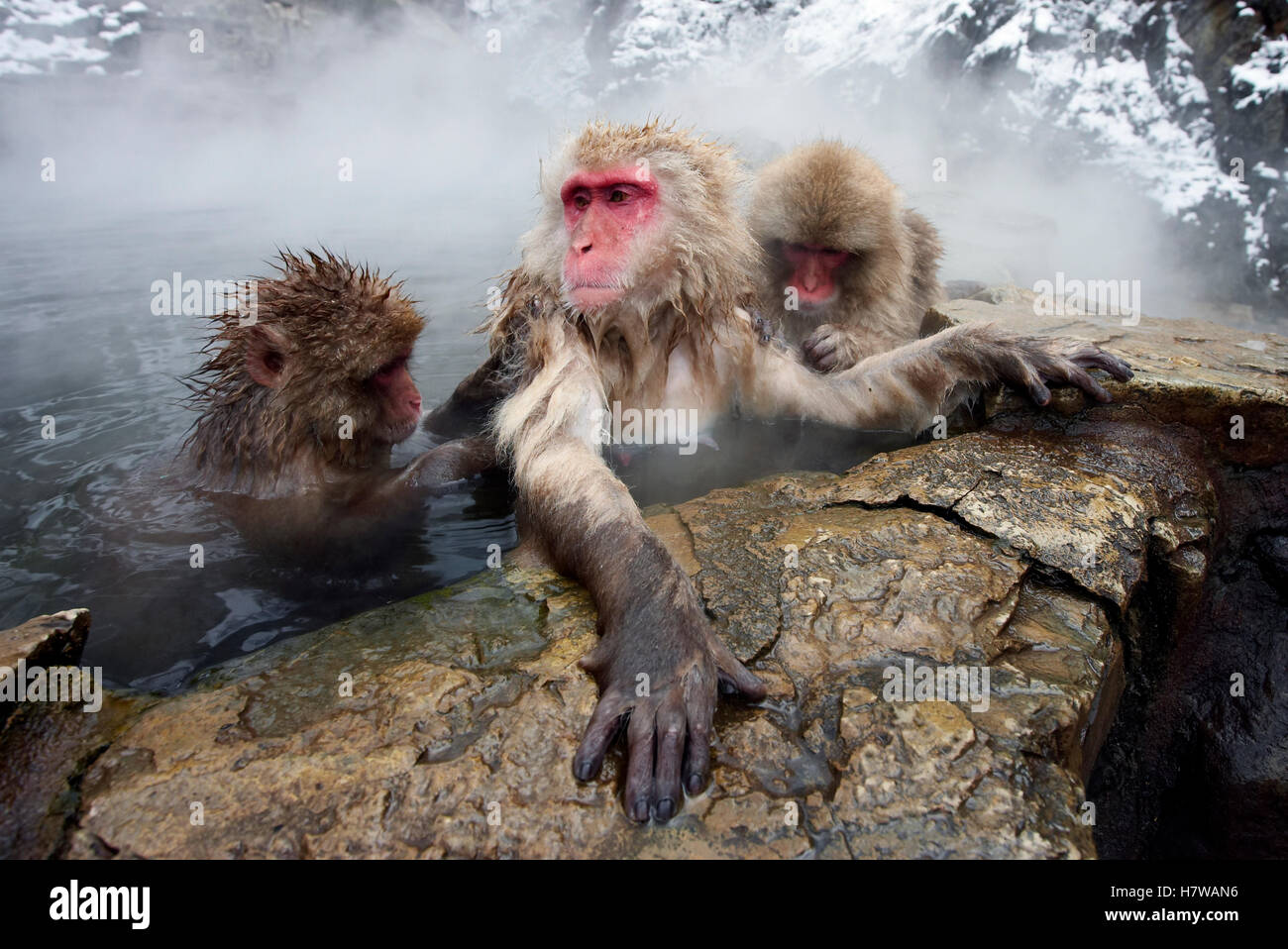Japanese Macaque (Macaca fuscata) group grooming in hot spring ...