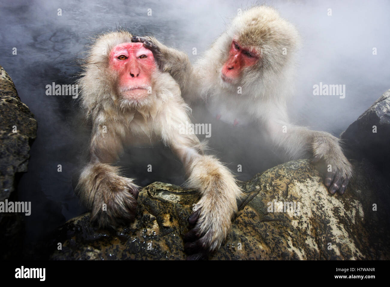 Japanese Macaque (Macaca fuscata) pair grooming in hot spring ...