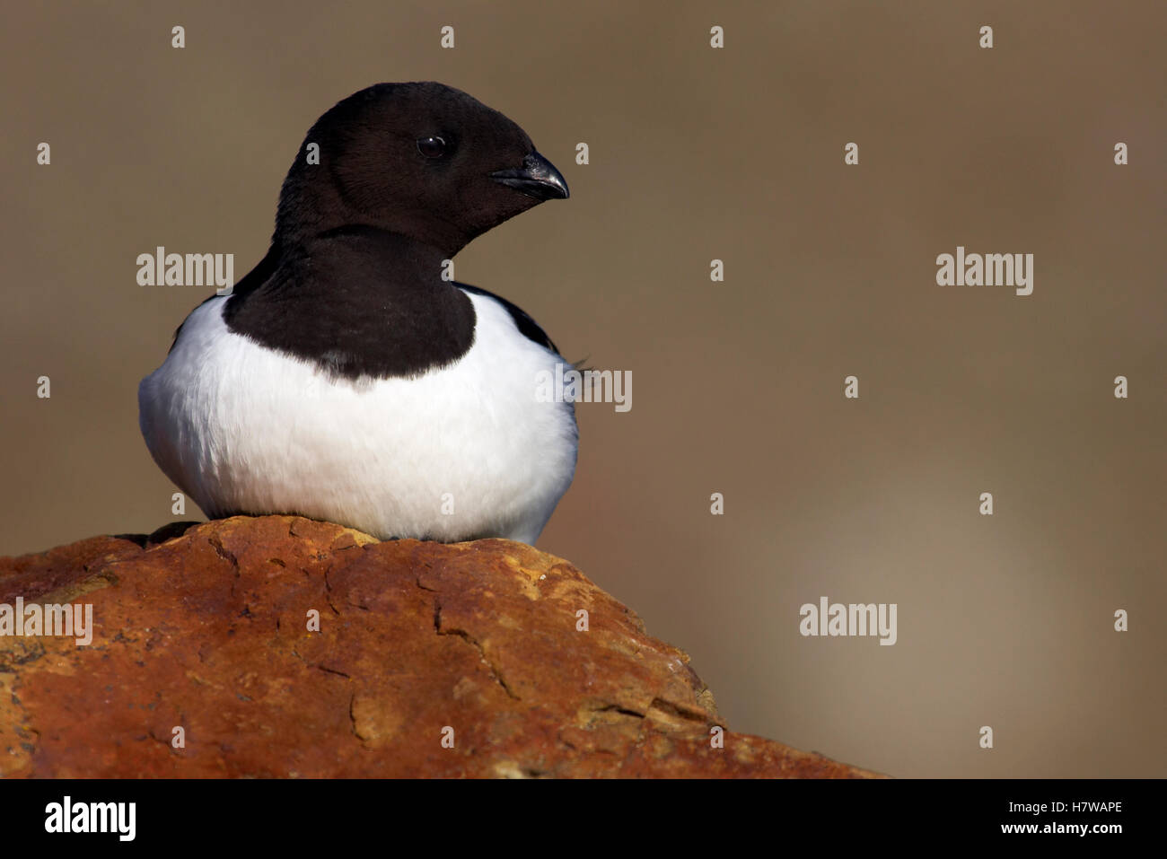 Little Auk (Alle alle), Svalbard, Norway Stock Photo - Alamy