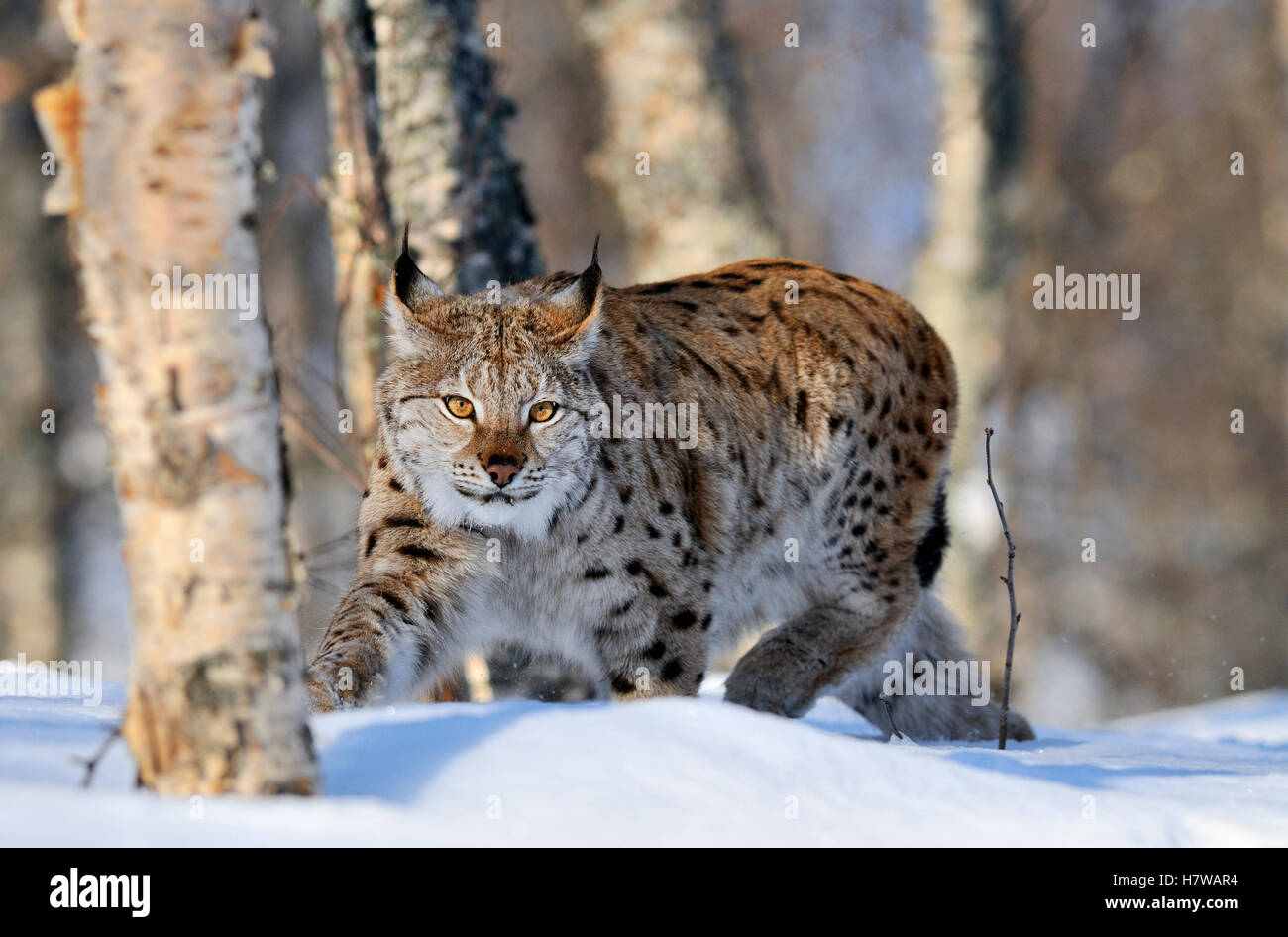 Eurasian Lynx (Lynx lynx) stalking, Norway Stock Photo - Alamy