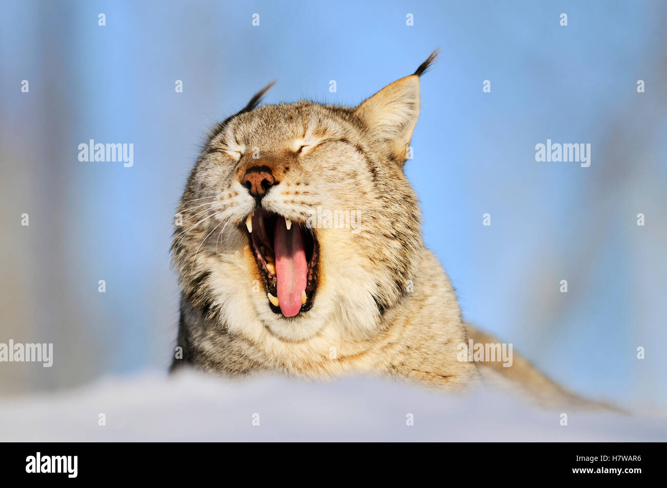 Eurasian Lynx (Lynx lynx) yawning, Norway Stock Photo - Alamy