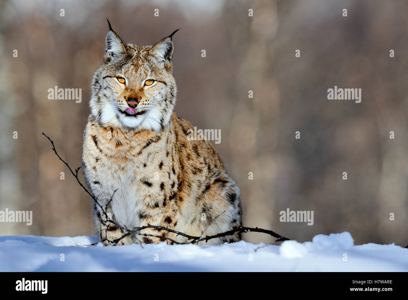 Eurasian Lynx (Lynx lynx), Norway Stock Photo - Alamy