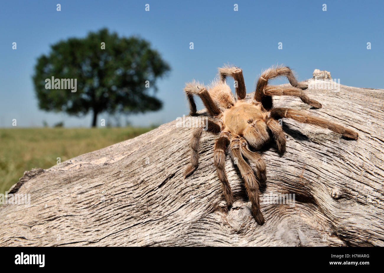 Texas Brown Tarantula (Aphonopelma hentzi), George West, Texas Stock ...