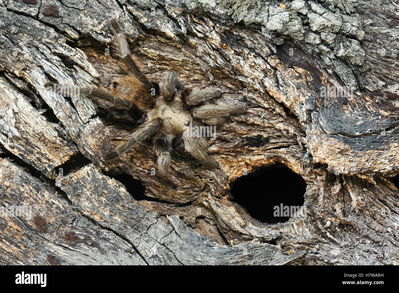 Texas Brown Tarantula (Aphonopelma hentzi) near burrow, George West ...