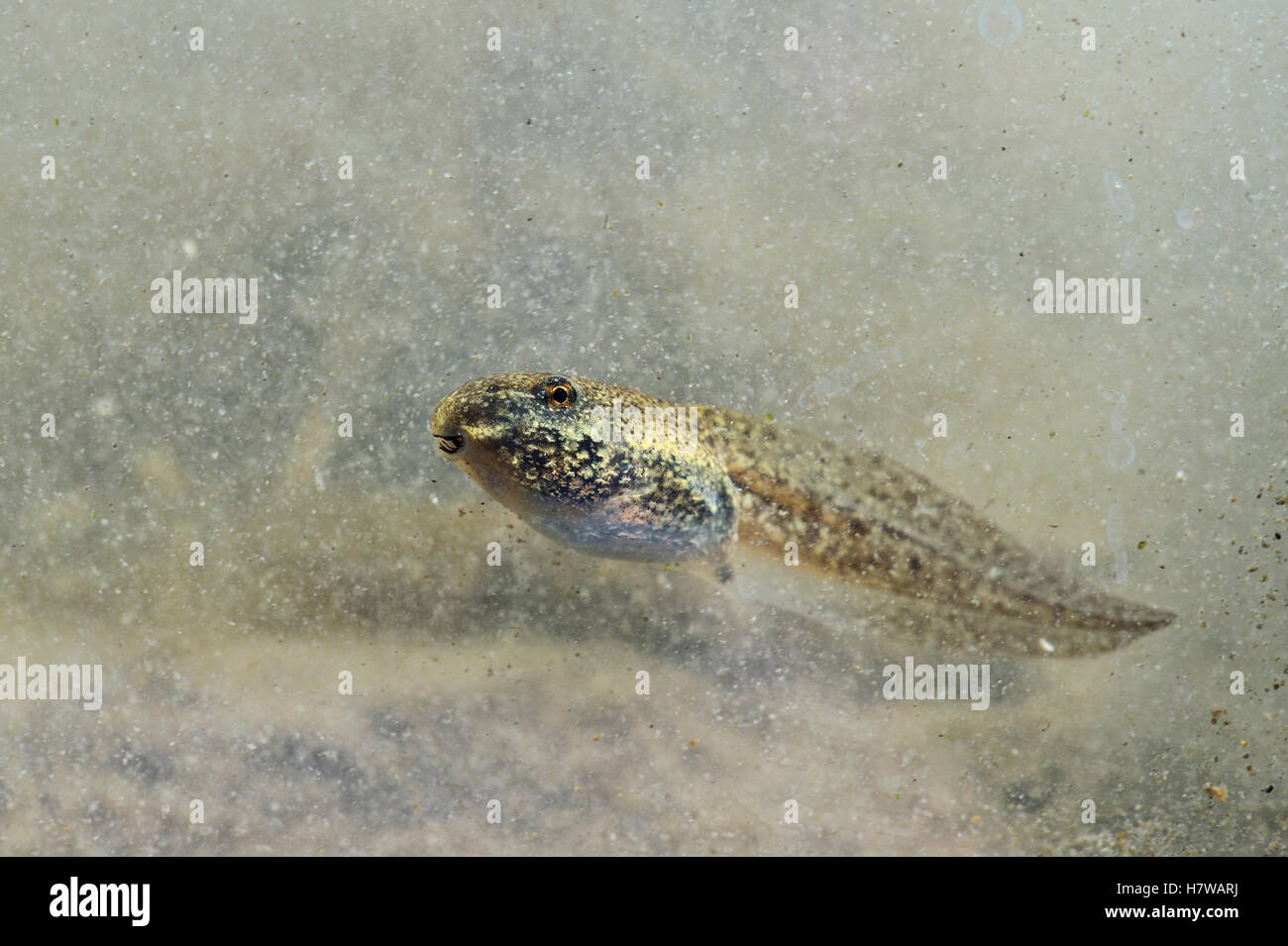 Rio Grande Leopard Frog (Rana berlandieri) tadpole, George West, Texas ...