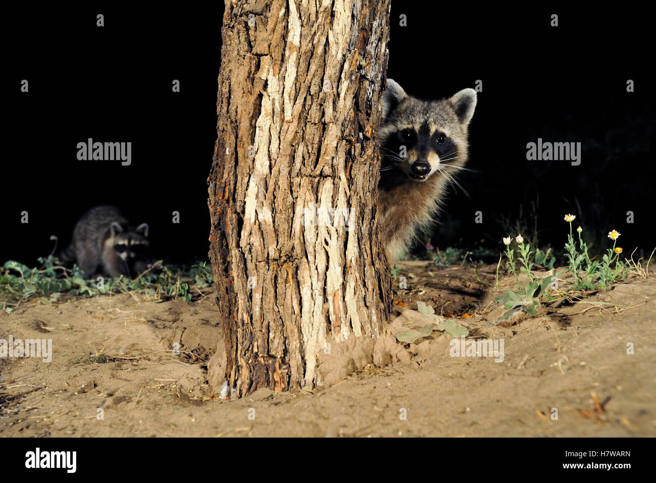Raccoon (Procyon lotor) peeking out from behind tree, George West ...