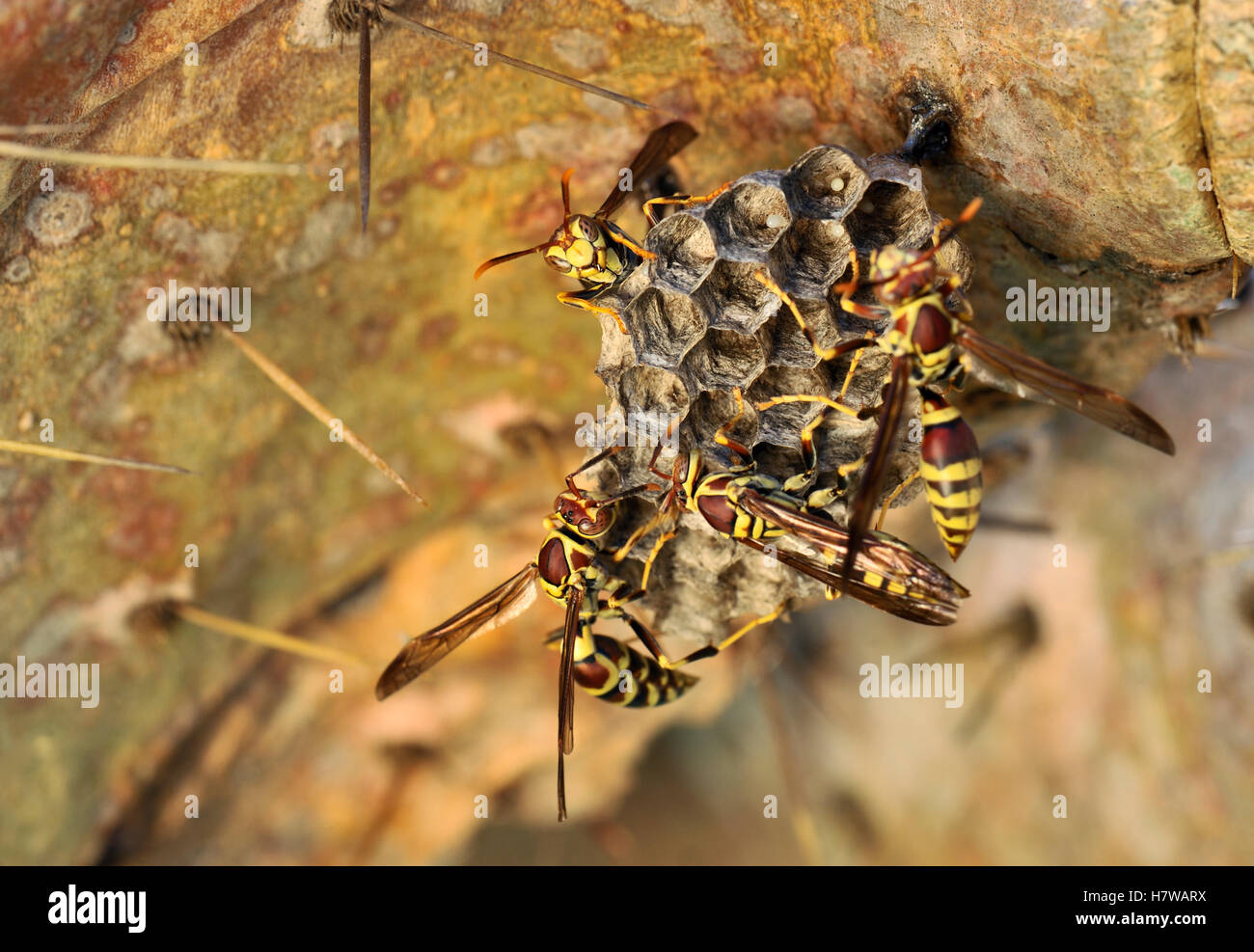 Common Paper Wasp (Polistes exclamans) group building nest, Texas Stock ...
