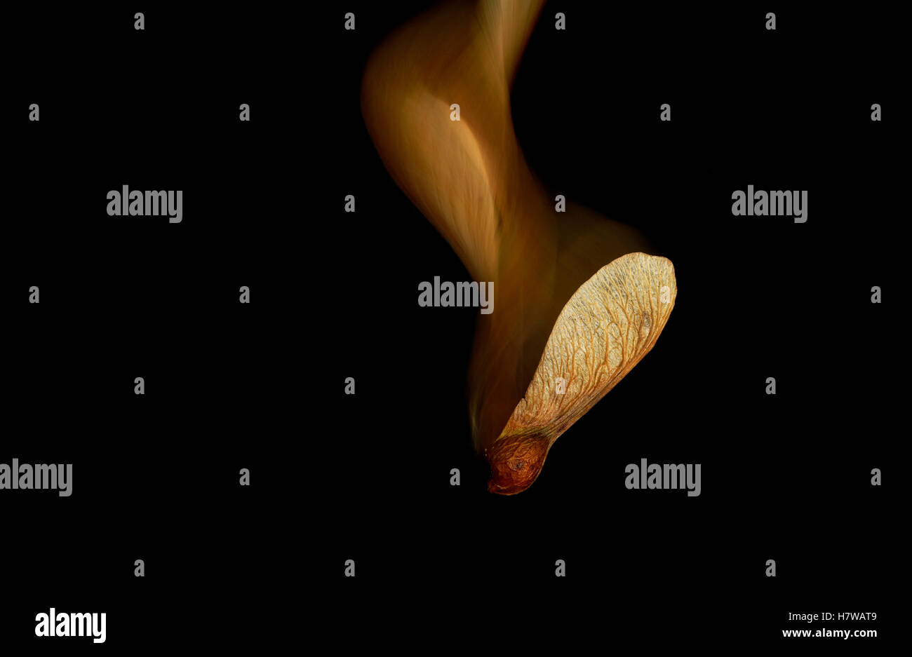 Falling seed hi-res stock photography and images - Alamy