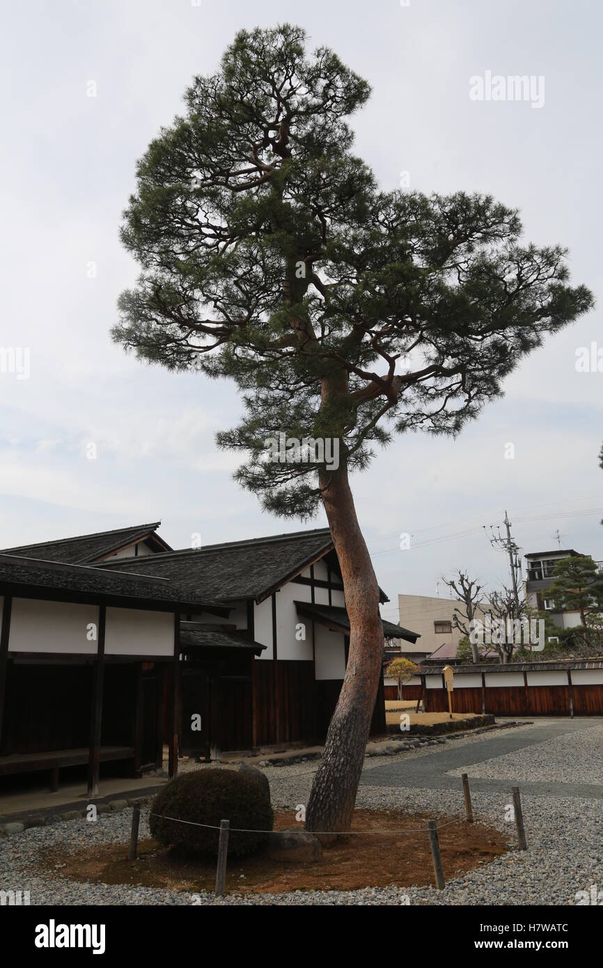 Stand-alone pine tree in the shine Stock Photo - Alamy
