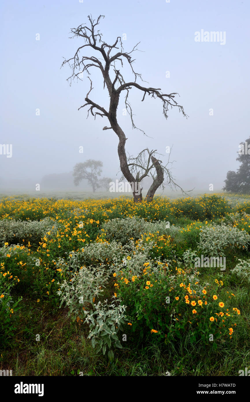 Dead tree and flowering field, Texas Stock Photo - Alamy