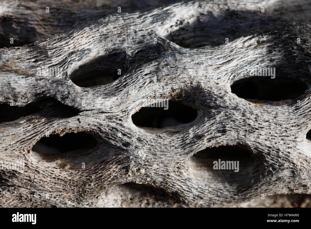 Cholla cactus skeleton, El Vizcaino Biosphere Reserve, Mexico Stock ...