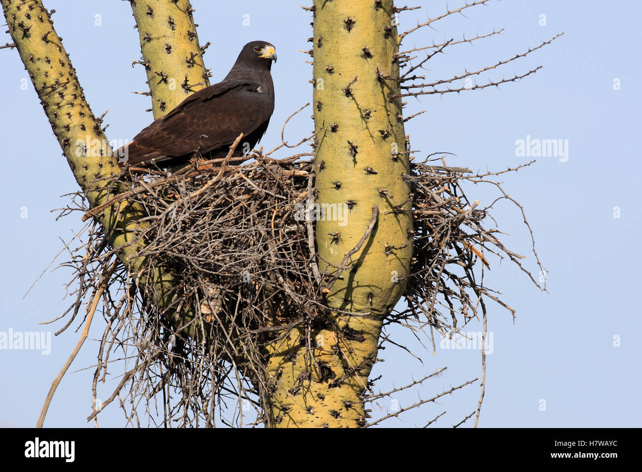 Harris' Hawk (Parabuteo unicinctus) on nest built in cactus, El ...