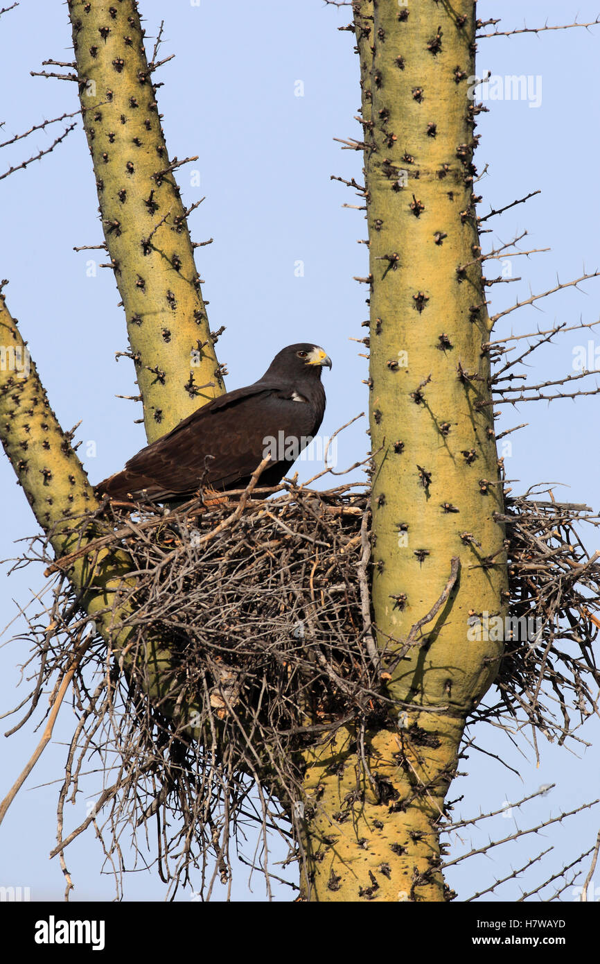 Harris' Hawk (Parabuteo unicinctus) on nest built in cactus, El ...