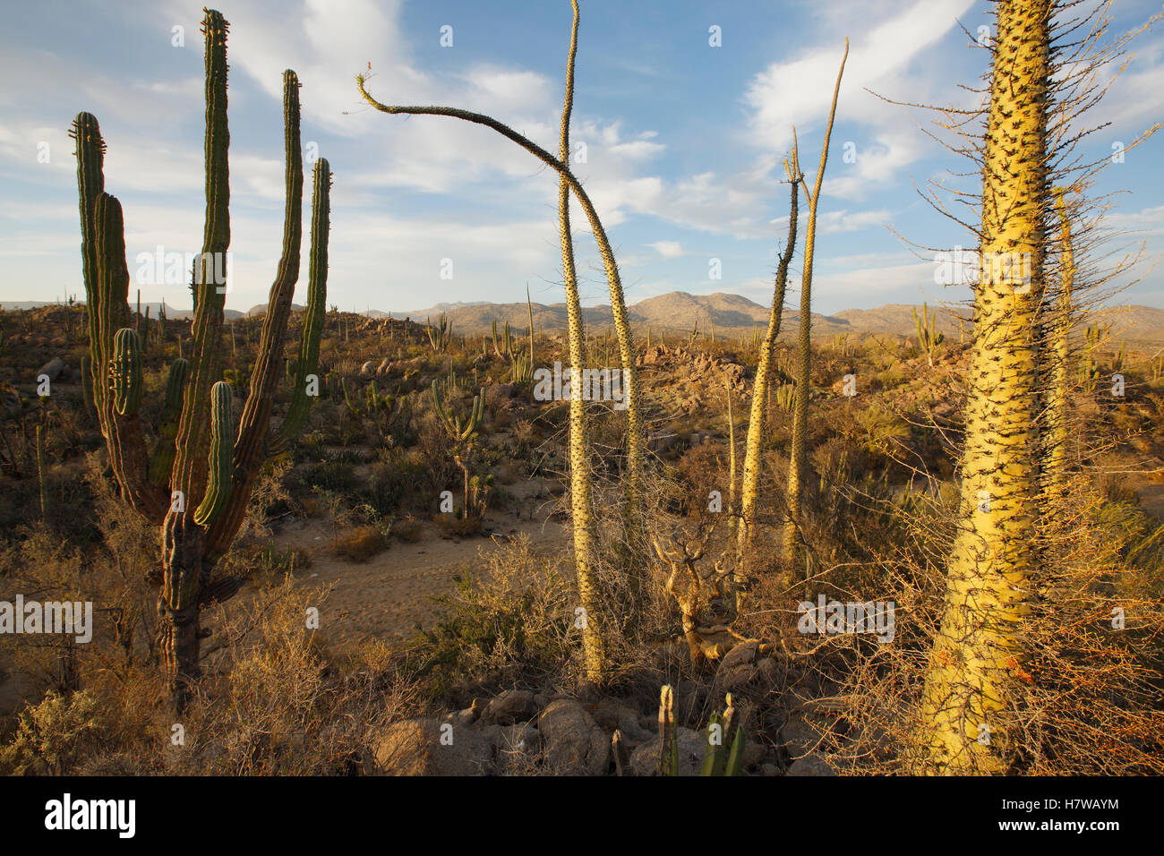 Boojum Tree (Idria columnaris) landscape, El Vizcaino Biosphere Reserve ...