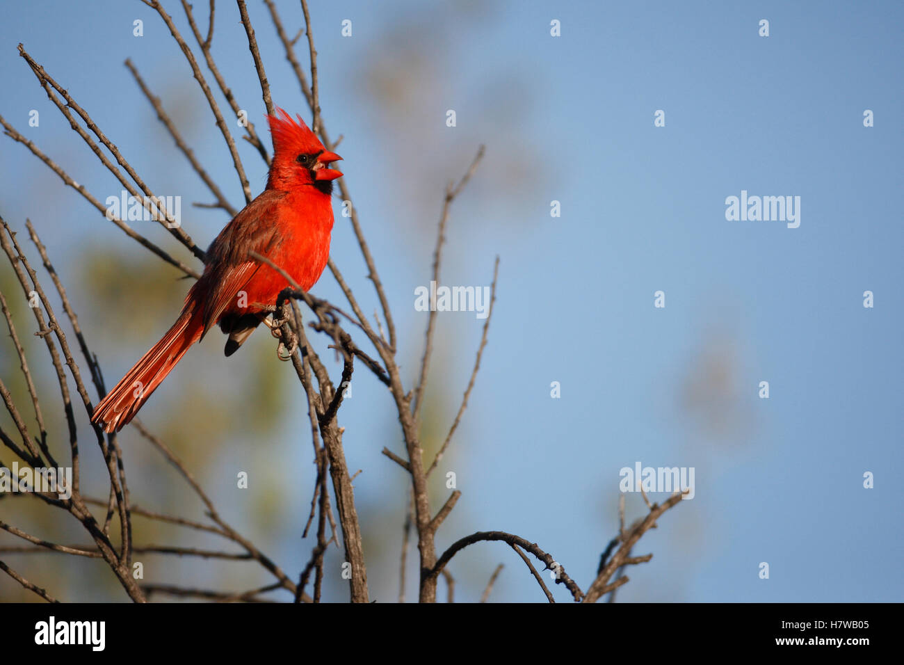 Northern Cardinal (Cardinalis cardinalis) male singing, El Vizcaino ...