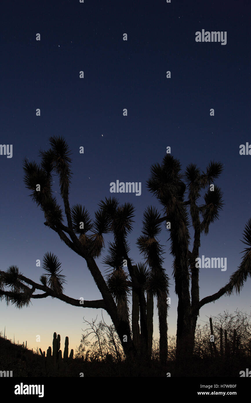 Datilillo (Yucca valida) silhouetted at sunset, El Vizcaino Biosphere ...
