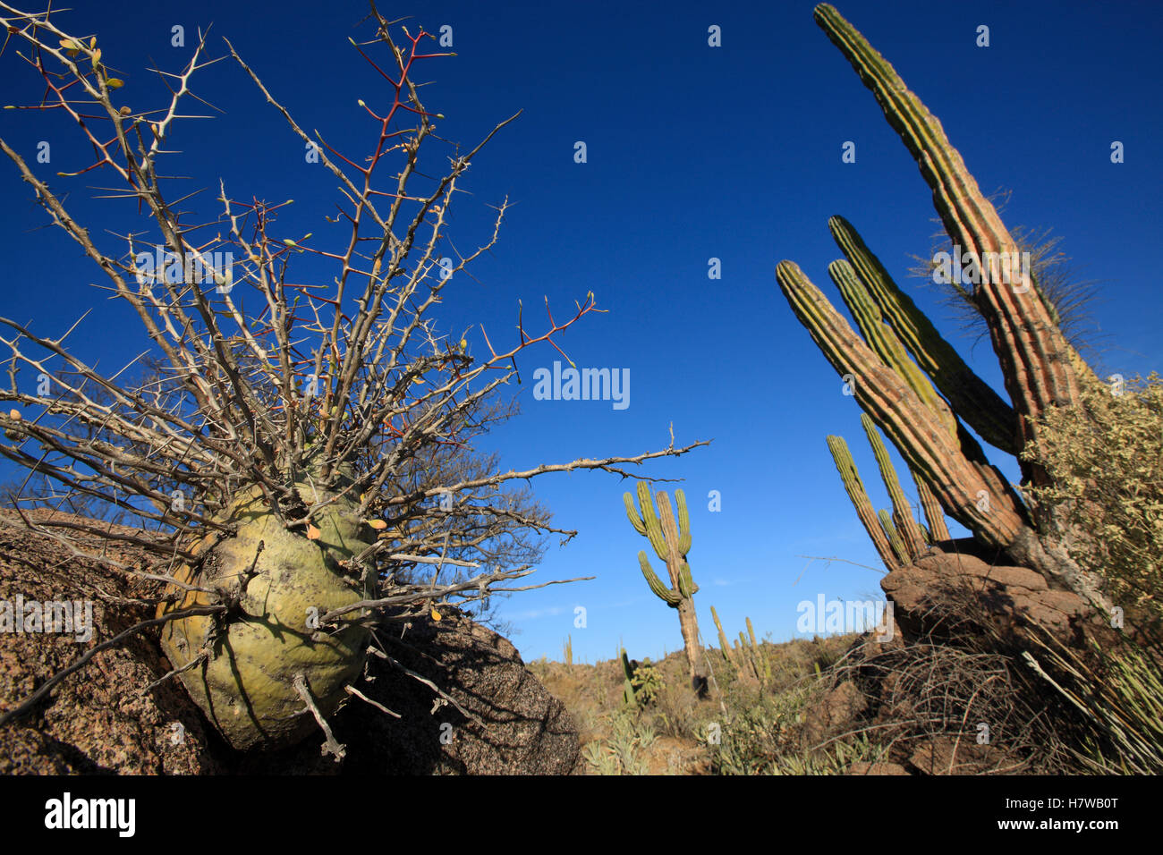 Boojum Tree (Idria columnaris) sapling, El Vizcaino Biosphere Reserve ...