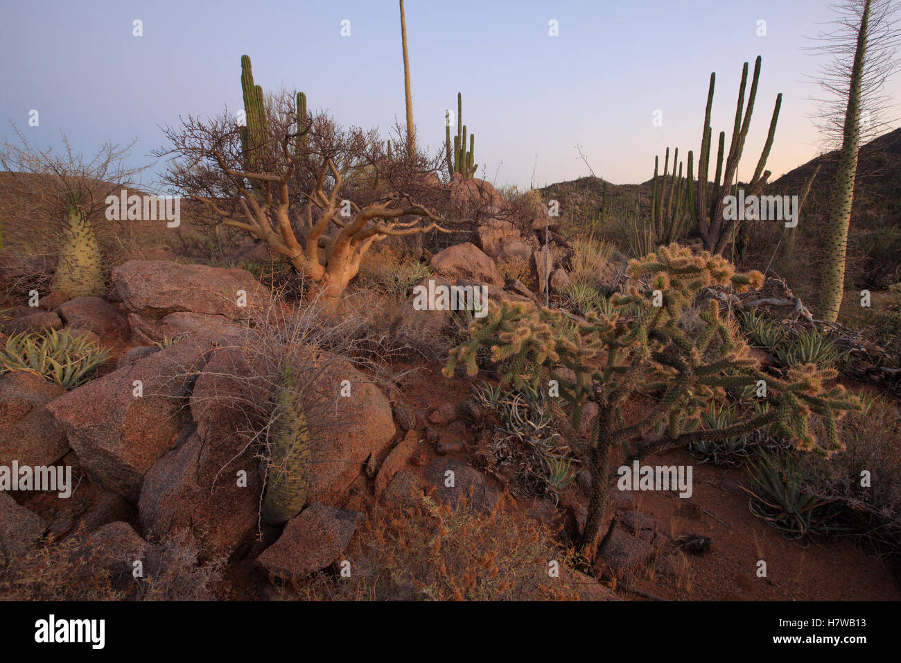 Boojum Tree (Idria columnaris) and Cardon (Pachycereus pringlei) cactus ...