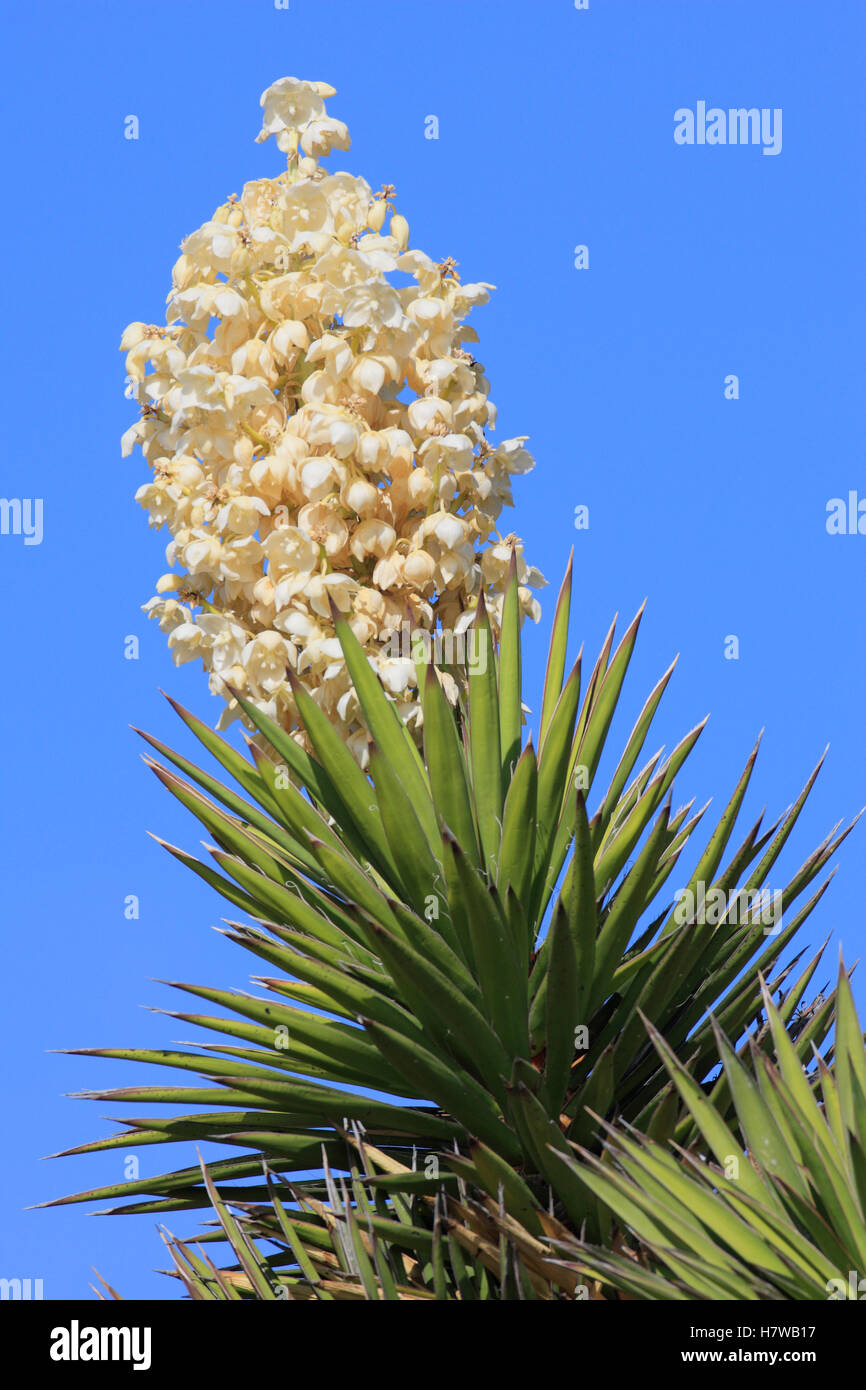 Datilillo (Yucca valida) flowers, El Vizcaino Biosphere Reserve, Mexico ...