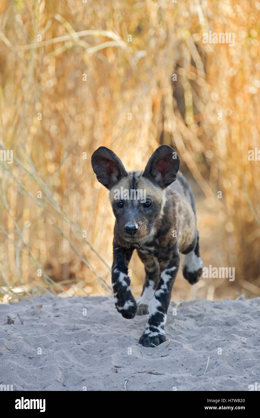 African Wild Dog (Lycaon pictus) six to eight week old pup running ...
