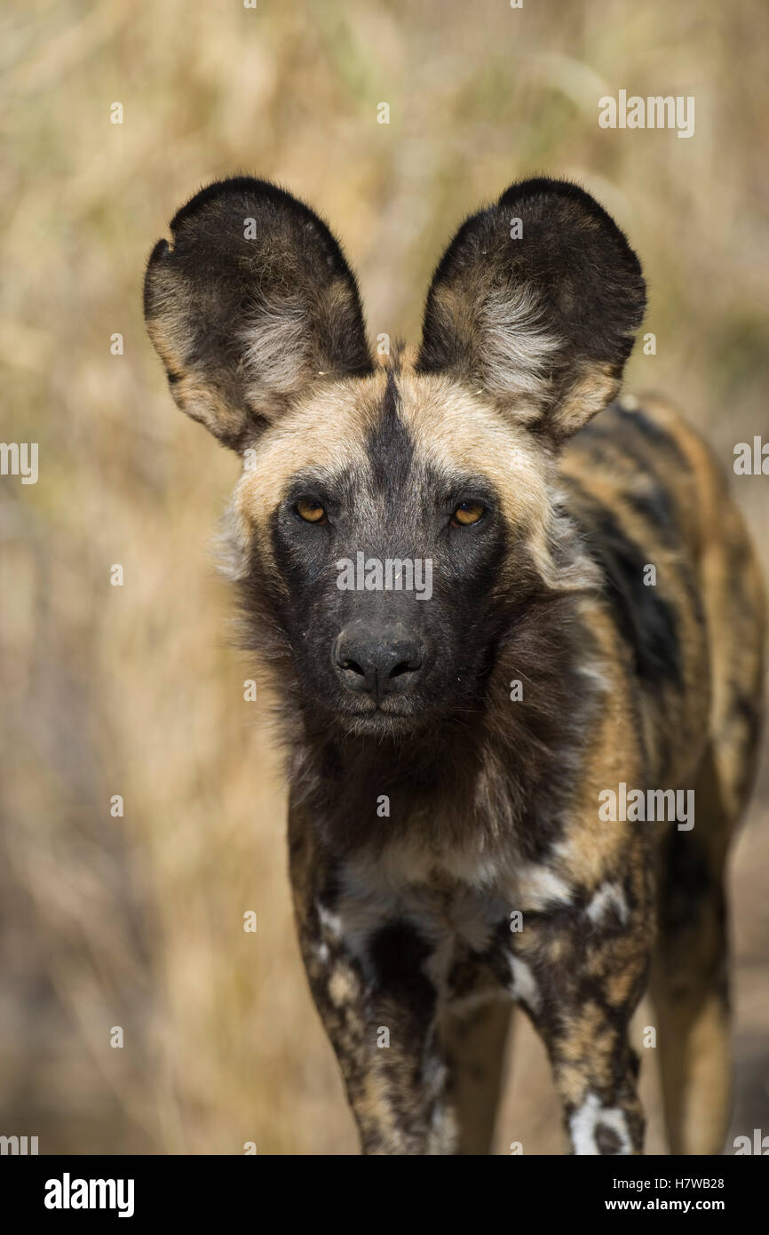 African Wild Dog (Lycaon pictus), Okavango Delta, Botswana Stock Photo ...