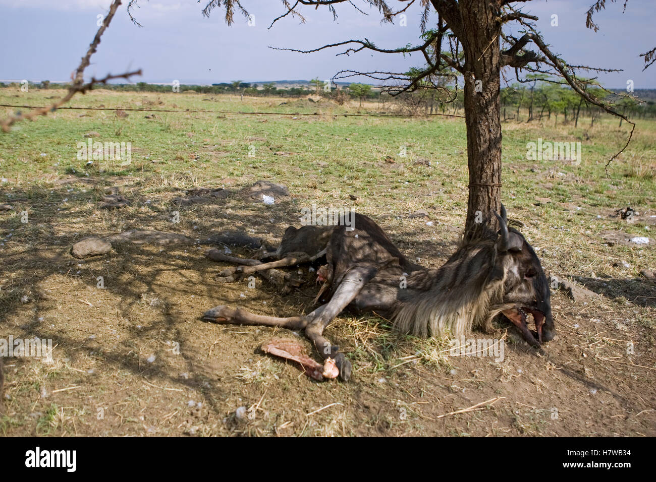 Blue Wildebeest (Connochaetes taurinus) dead in poacher's snare, Masai ...