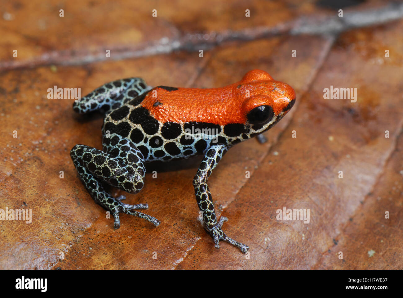 Reticulated Poison Dart Frog (Dendrobates reticulatus), Allpahuayo ...