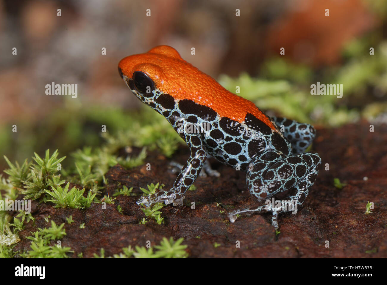 Reticulated Poison Dart Frog (Dendrobates reticulatus), Allpahuayo ...