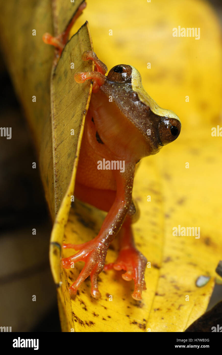 Bereis' Treefrog (Dendropsophus leucophyllatus), Allpahuayo Mishana ...