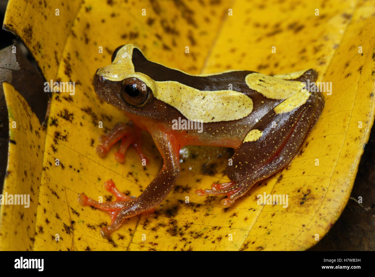 Bereis' Treefrog (Dendropsophus leucophyllatus) on yellow leaf ...