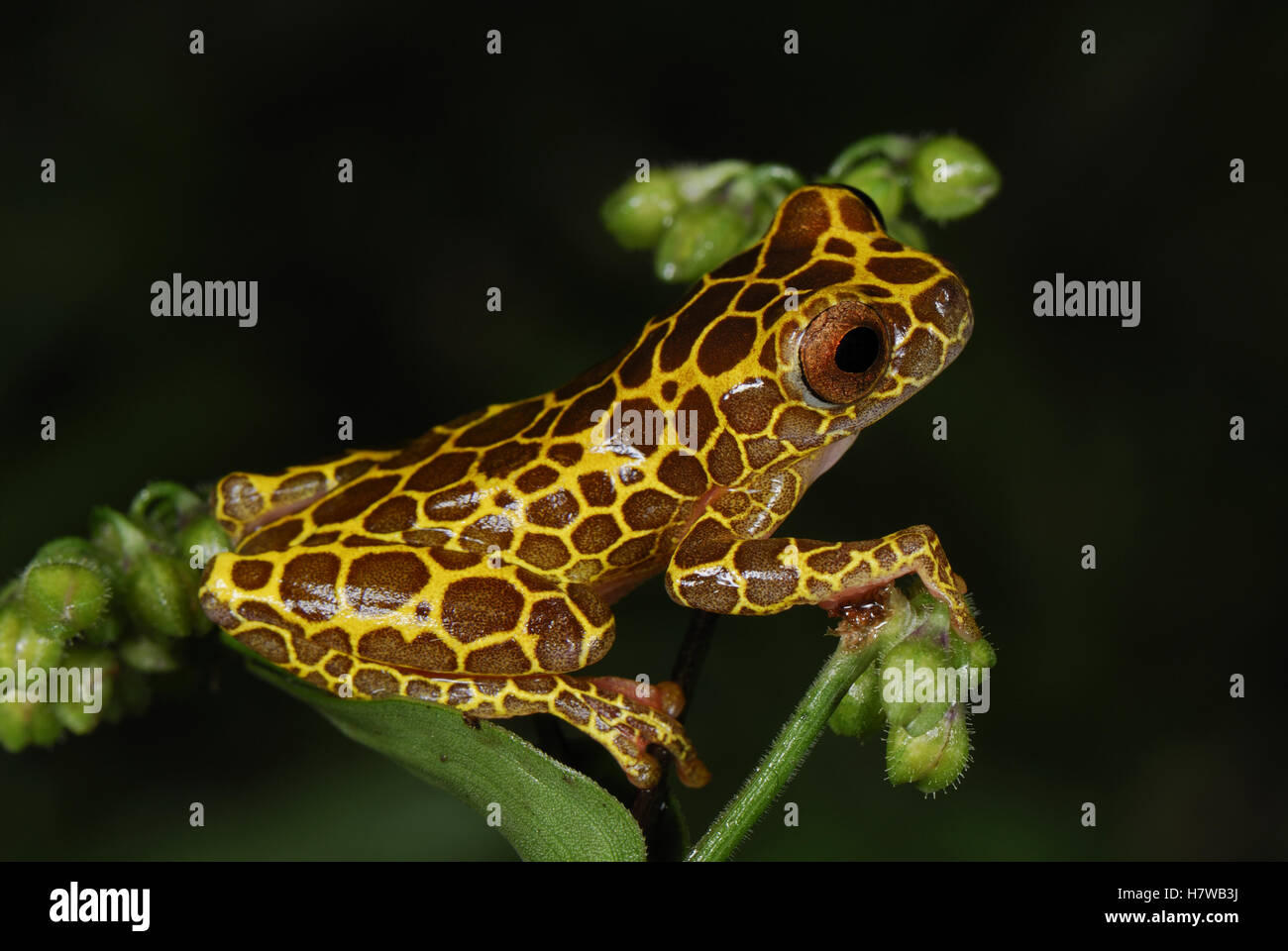 Bereis' Treefrog (Dendropsophus leucophyllatus), giraffe phase ...