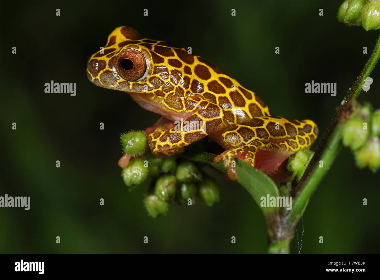 Bereis' Treefrog (Dendropsophus leucophyllatus), giraffe phase ...