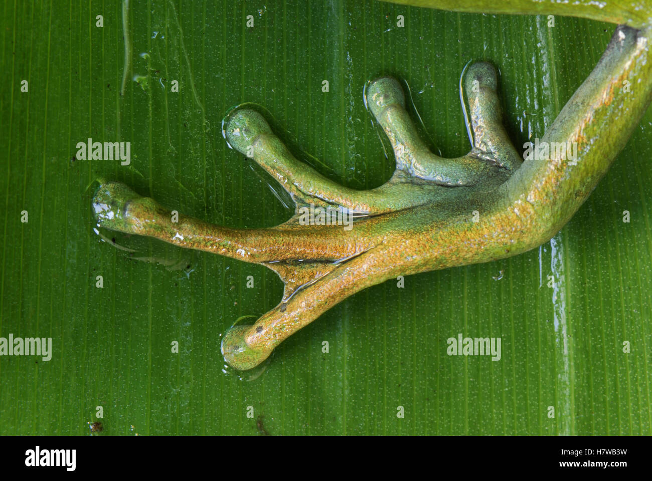 Tree Frog (Gastrotheca ruizi) foot, Colon, Colombia Stock Photo - Alamy