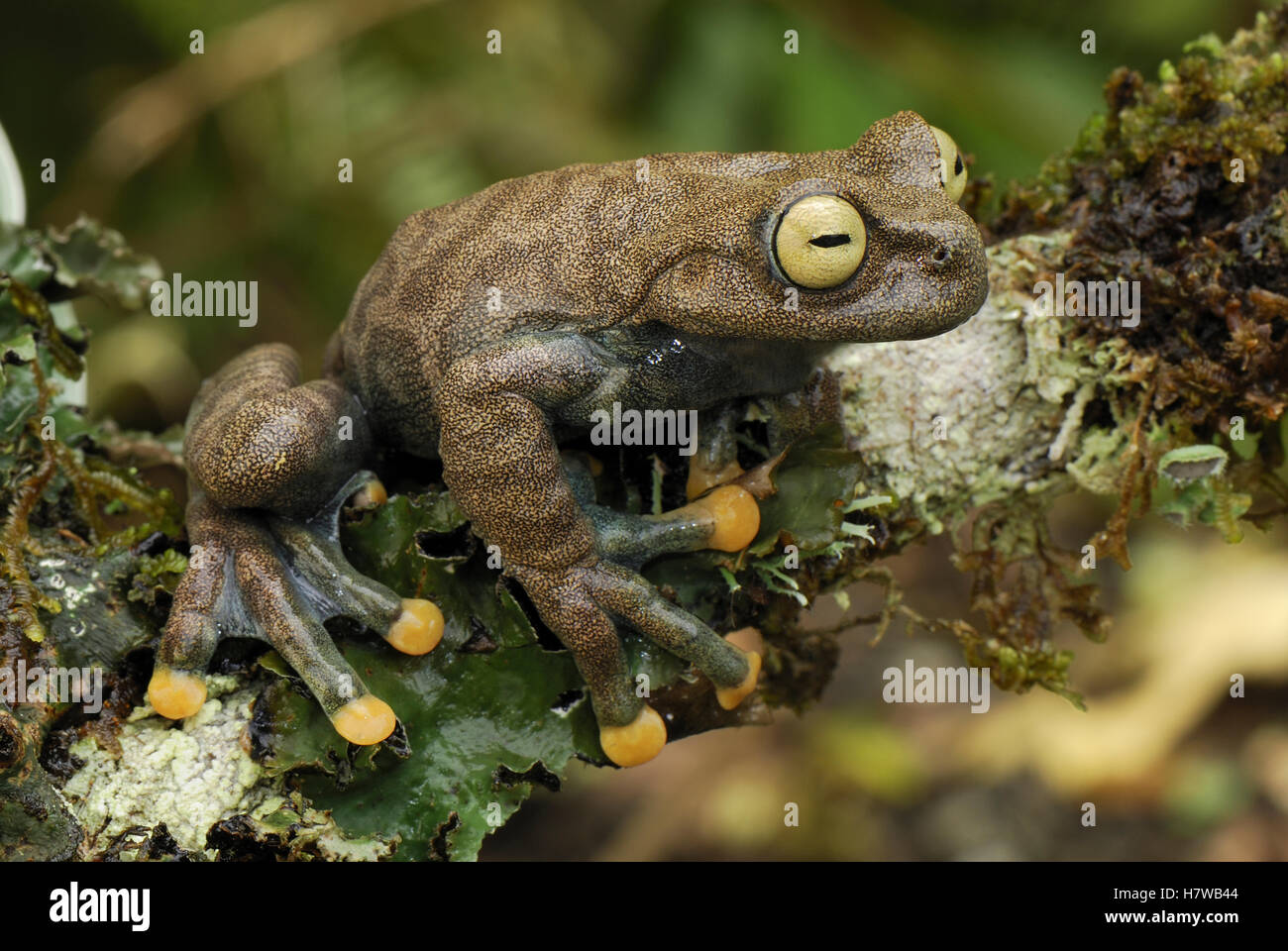 Linda's Treefrog (Hyloscirtus lindae), Colon, Colombia Stock Photo - Alamy