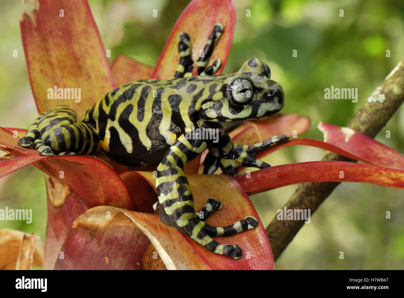 Tiger's Treefrog (Hyloscirtus tigrinus) on bromeliad, new species ...