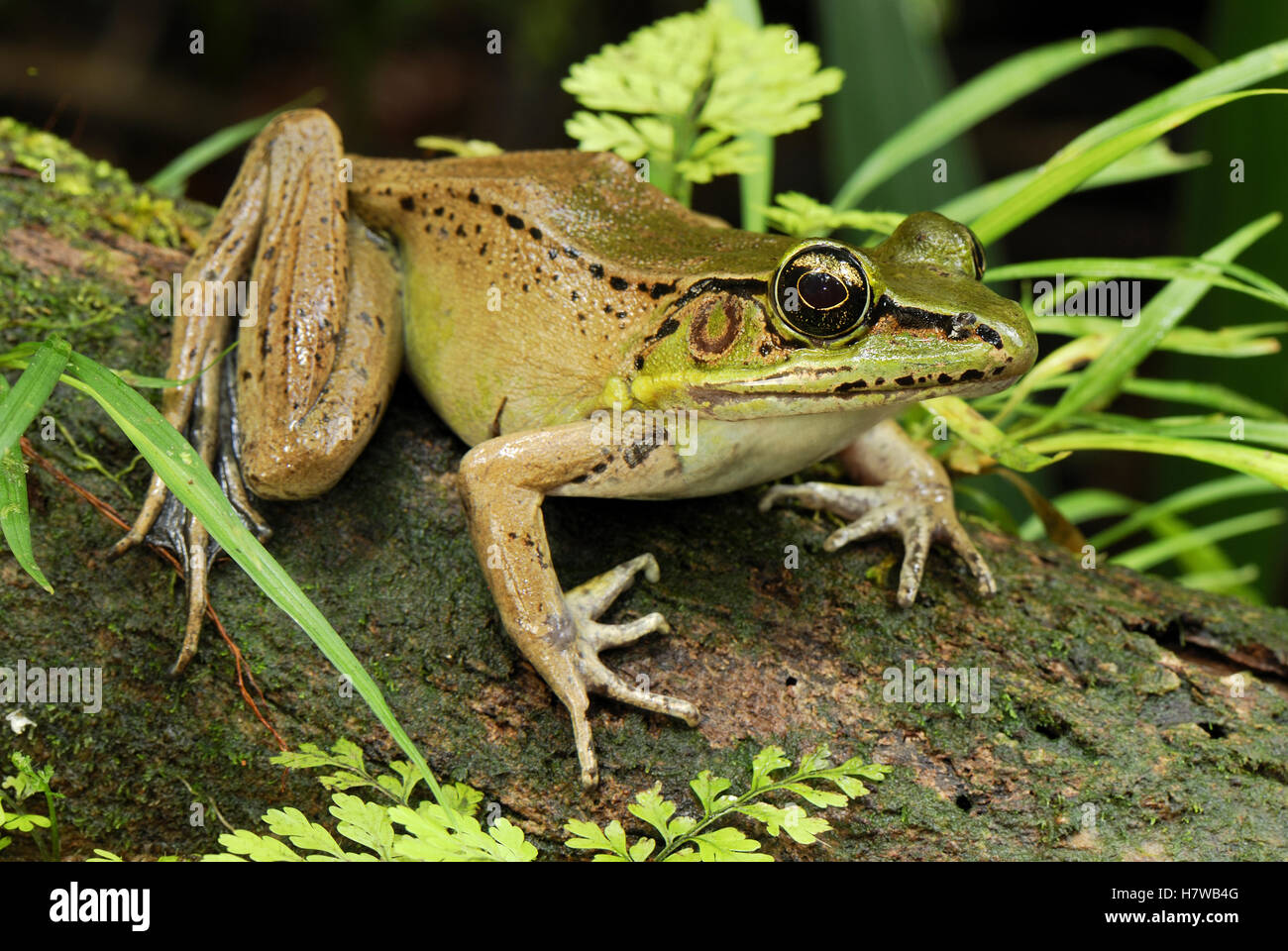 Vaillant's Frog (Rana vaillanti), Colombia Stock Photo - Alamy
